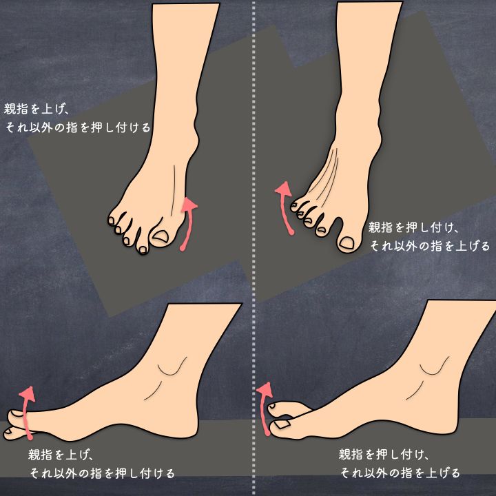 【パフォーマンスに直結！？】足部トレーニングの重要性とその方法 | Basketball - Medical Support Lab
